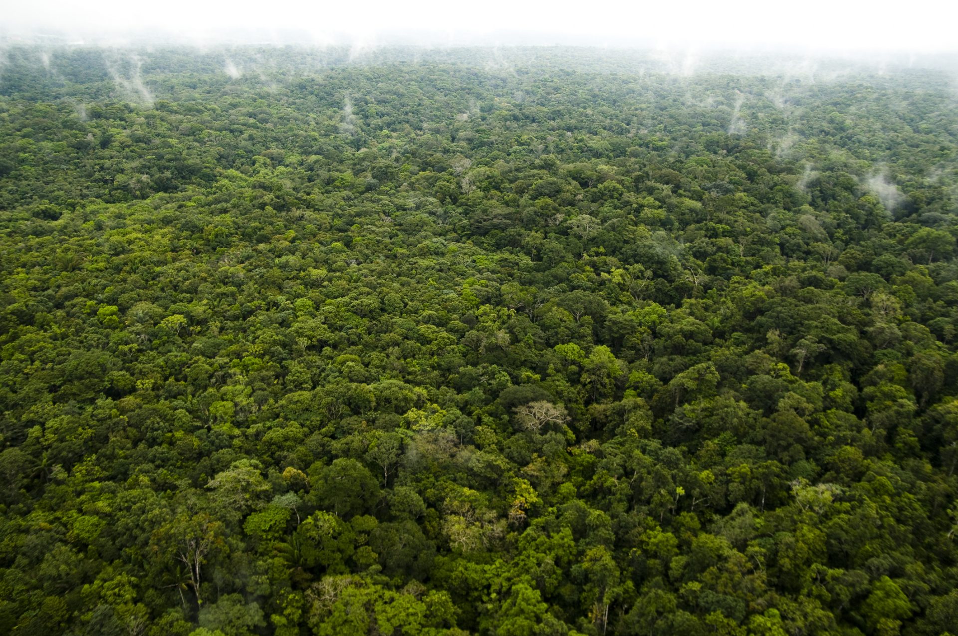 » Aerial view of the Amazon Rainforest